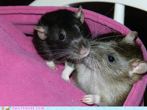 Daily Squee - Cute Animals - Cute Baby Animals - Cute Animal Pictures ...