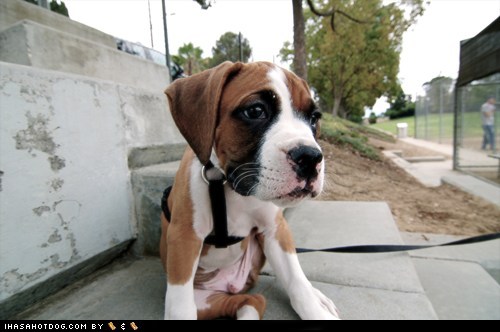 Cyoot Puppeh ob teh Day: Break Time! - I Has A Hotdog - Dog Pictures ...