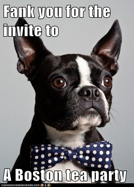 I Has A Hotdog - boston terrier - Page 7 - Funny Dog Pictures | Dog ...