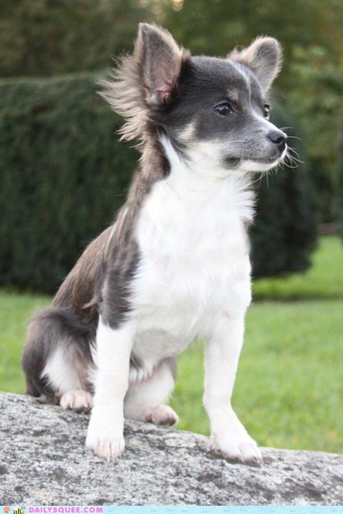 Daily Squee - Cute Animals - Cute Baby Animals - Cute Animal Pictures ...