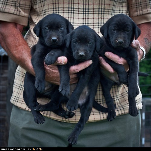 Cyoot Puppeh ob teh Day: 3 of a Kind! - I Has A Hotdog - Dog Pictures ...