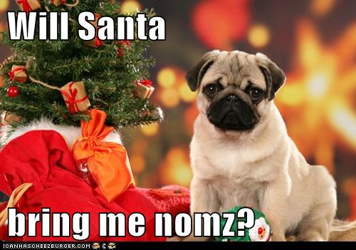 Will Santa bring me nomz? - I Has A Hotdog - Dog Pictures - Funny ...