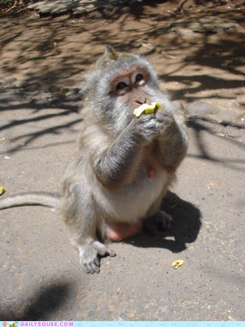 Daily Squee - Cute Animals - Cute Baby Animals - Cute Animal Pictures ...