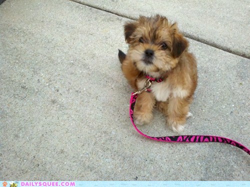 Daily Squee - Cute Animals - Cute Baby Animals - Cute Animal Pictures ...