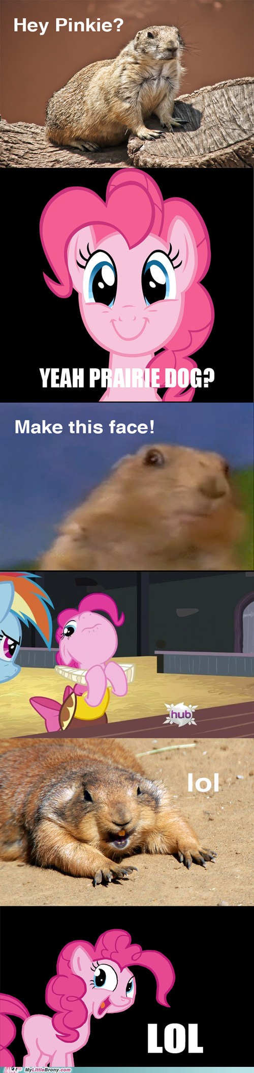 Oh Prairie Dog... - My Little Brony - my little pony, friendship is ...