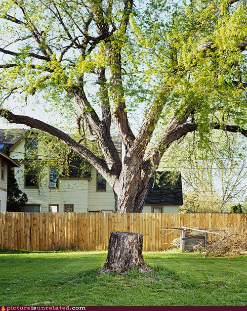 Minecraft Tree Punching IRL - Picture Is Unrelated - Funny Picture ...