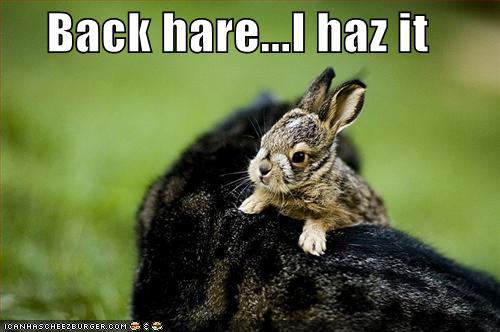 Back hare...I haz it - Cheezburger - Funny Memes | Funny Pictures