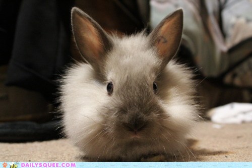 Daily Squee - Cute Animals - Cute Baby Animals - Cute Animal Pictures ...