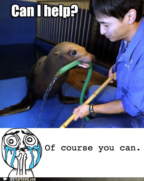 Best Little Helper Ever! - Animal Comedy - Animal Comedy, funny animals ...