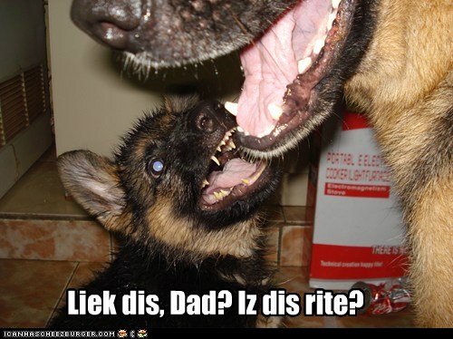 Training to look tough starts early... - I Has A Hotdog - Dog Pictures ...