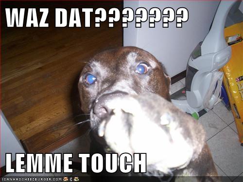 Cheezburger - labrador retriever - Page 5 - I Can Has Cheezburger ...