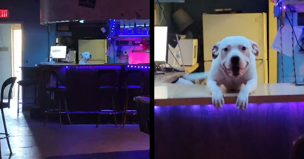 Dog Goes Viral for Being the Goodest Bartender at a Bar in North ...