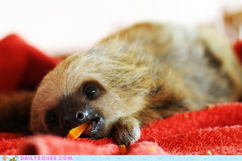 Daily Squee - Cute Animals - Cute Baby Animals - Cute Animal Pictures ...