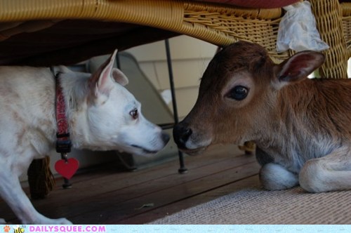Reader Squees: New Best Friends - Daily Squee - Cute Animals - Cute ...