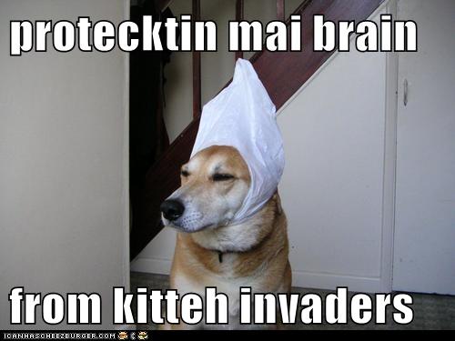 protecktin mai brain - I Has A Hotdog - Dog Pictures - Funny pictures ...