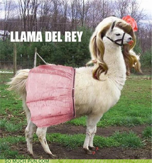 Puns - llama - Funny Puns - Pun Pictures - Cheezburger