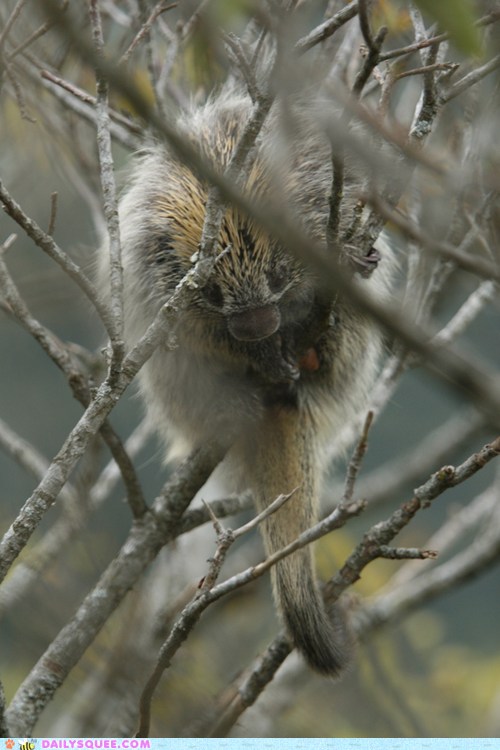 Squee Spree: Don't Look Down! ... Or Do... - Daily Squee - Cute Animals ...