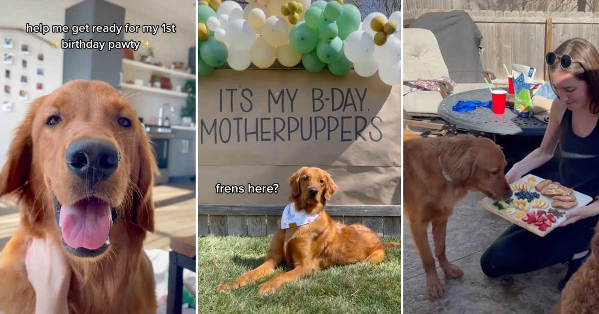 I Can Has Cheezburger? - birthday party - Funny Animals Online ...