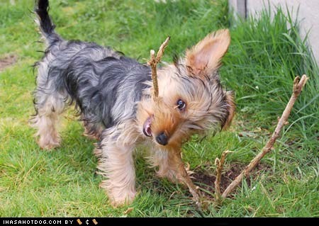 Cyoot Puppeh ob teh Day: Ai Kan Pullz it Owt 4 U! - I Has A Hotdog ...