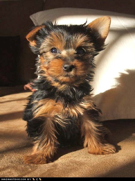 Cyoot Puppeh ob teh Day: Ai Has Bin Waytin' 4 U - I Has A Hotdog - Dog ...