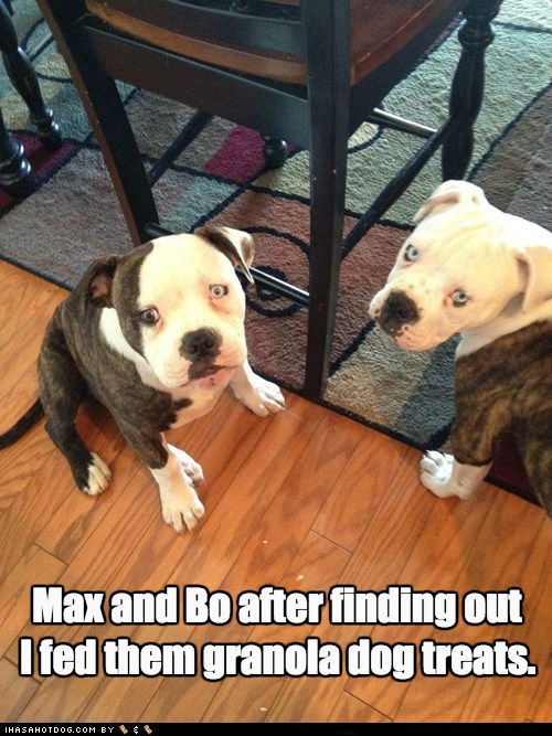 Srsly? - I Has A Hotdog - Dog Pictures - Funny pictures of dogs - Dog ...