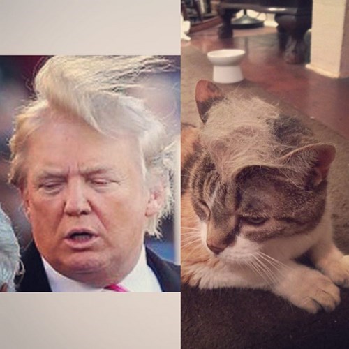 These Cats Are Ready for Election Season 2016 With Their Fabulous New ...