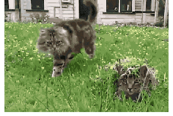 The Best Cat Pranks Ever (10 Gifs) - I Can Has Cheezburger?