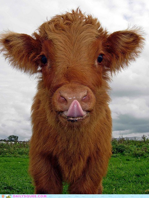 The Cutest Cowlick - Daily Squee - Cute Animals - Cute Baby Animals ...