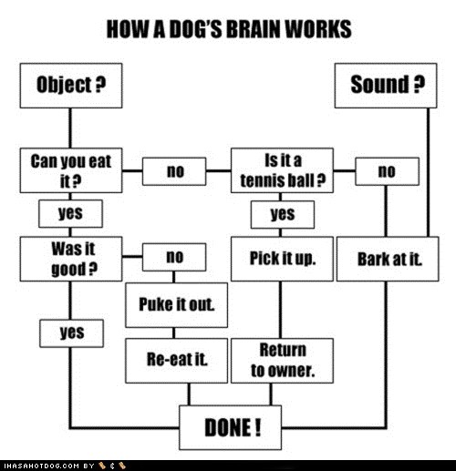 How A Dog's Brain Works - I Has A Hotdog - Dog Pictures - Funny ...