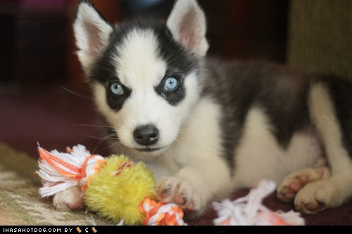 Cyoot Puppeh ob teh Day: What U Say? - I Has A Hotdog - Dog Pictures ...