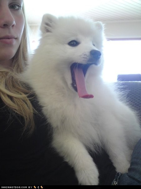 Cyoot Puppeh ob teh Day: Mum, Ai iz Tyerd! - I Has A Hotdog - Dog ...