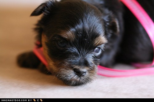 Cyoot Puppeh ob teh Day: Iz It Nap Tiemz Yet? - I Has A Hotdog - Dog ...