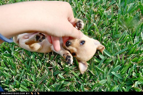 Cyoot Puppeh ob teh Day: Prepare 2 Die, Hand Monstur! - I Has A Hotdog ...