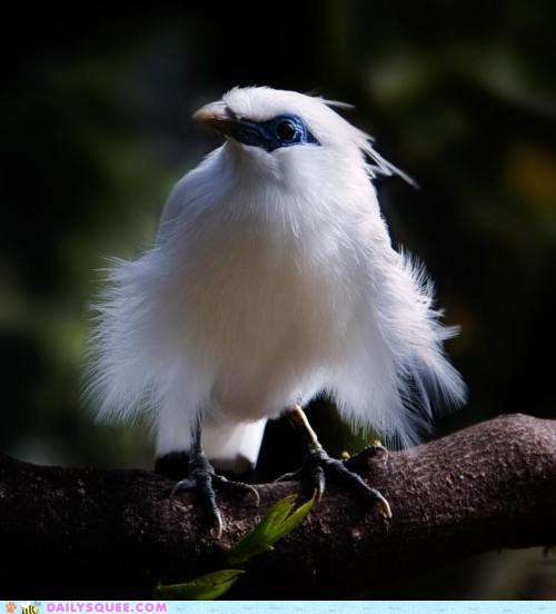 Whatsit Wednesday: Bright White Birdie Whatsit - Daily Squee - Cute ...