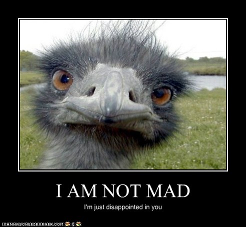 I AM NOT MAD - Animal Comedy - Animal Comedy, funny animals, animal gifs