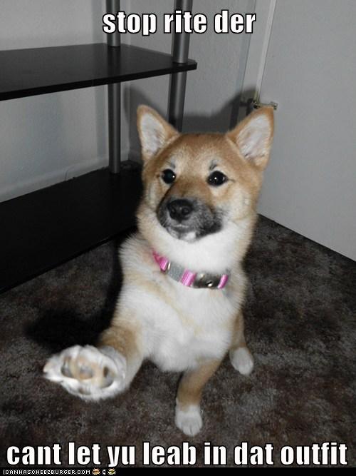 stop rite der - I Has A Hotdog - Dog Pictures - Funny pictures of dogs ...