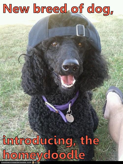 I Has A Hotdog - gangster - Funny Dog Pictures | Dog Memes | Puppy ...