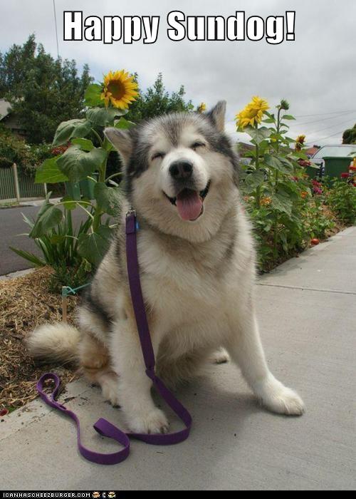 Happy Sundog! - I Has A Hotdog - Dog Pictures - Funny pictures of dogs ...