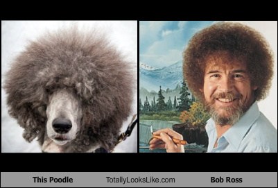 This Poodle Totally Looks Like Bob Ross - Totally Looks Like