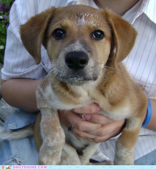 Reader Squees: Innocence is Relative - Daily Squee - Cute Animals ...