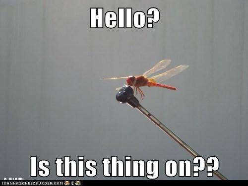 I Have to Make an Important Announcement - Animal Comedy - Animal ...