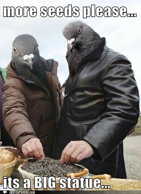 I Can Has Cheezburger? - pigeon - Page 4 - Funny Animals Online ...