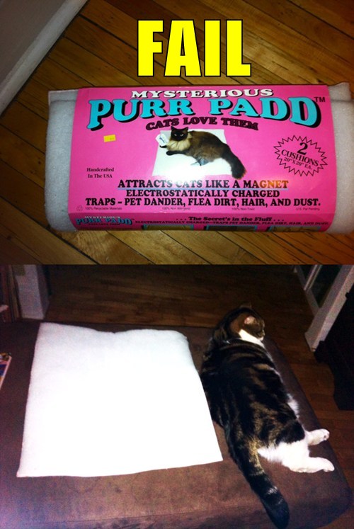 FAIL Nation: Cats Love Them! FAIL - FAIL Blog - Funny Fails