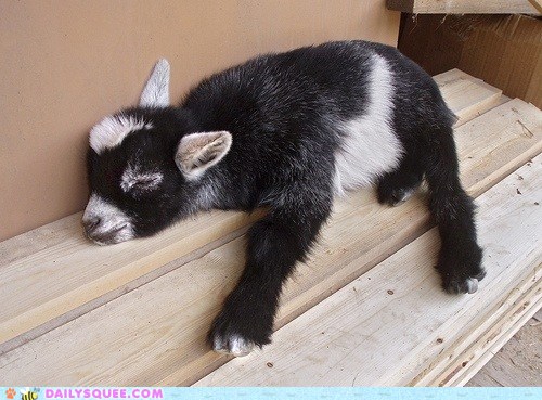 I Can Has Cheezburger? - pygmy goat - Funny Animals Online - Cheezburger