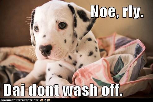 Noe, rly. - I Has A Hotdog - Dog Pictures - Funny pictures of dogs ...