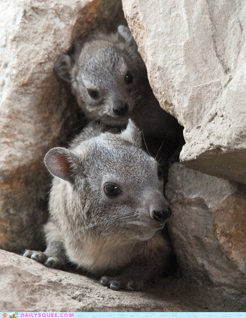 Squee Spree: Rock Shyrax - Daily Squee - Cute Animals - Cute Baby ... Squee Spree: Rock Shyrax - Daily Squee - Cute Animals - Cute Baby ...