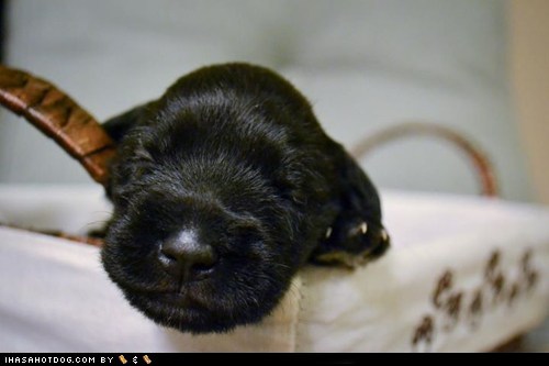 I Has A Hotdog - cute puppy - Page 2 - Funny Dog Pictures | Dog Memes ...