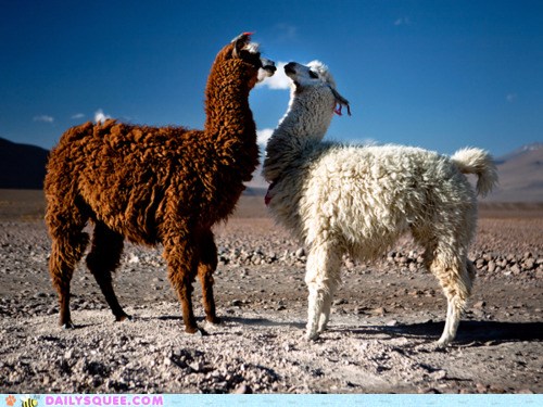 Llama Love - Daily Squee - Cute Animals - Cute Baby Animals - Cute ...