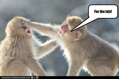 Animal Comedy - punching - Animal Comedy - Animal Comedy, funny animals ...