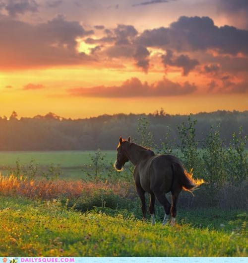 Prancing Pony! - Daily Squee - Cute Animals - Cute Baby Animals - Cute ...